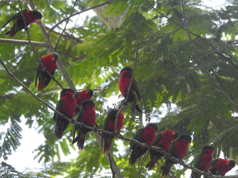 Parrot Pandemonium: Celebrating the world’s most talkative birds