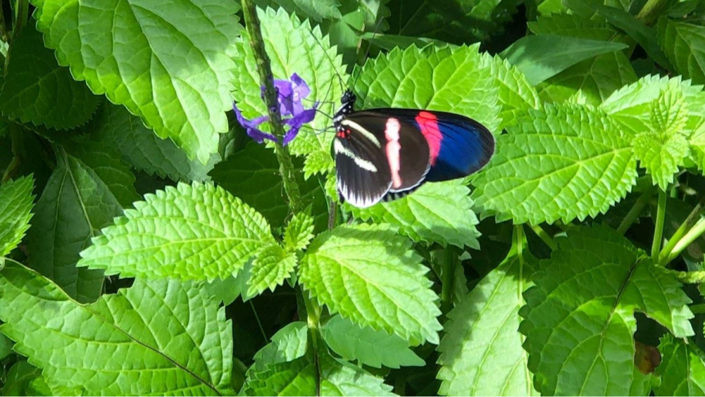 Studying the evolution of the red postman.